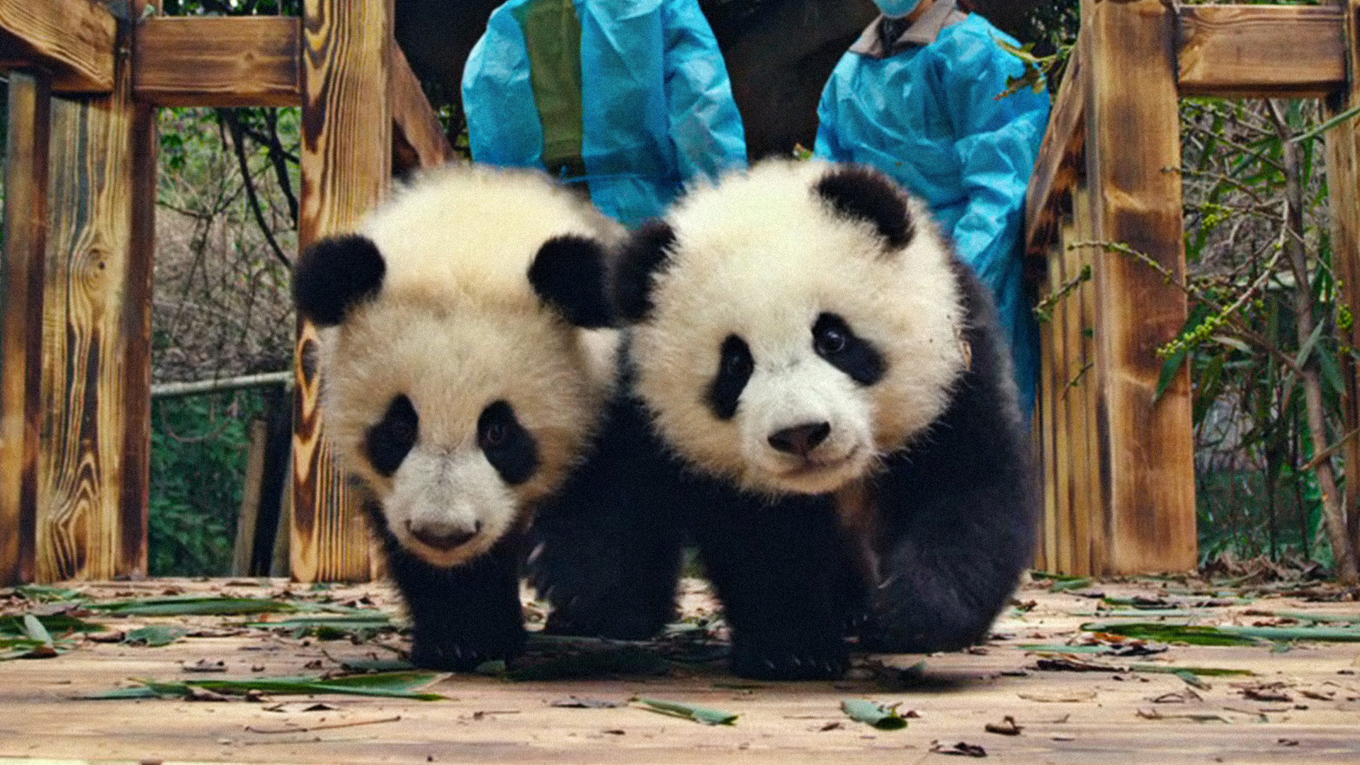 Trailer Park Thursday: "Pandas" - [Keyframe]